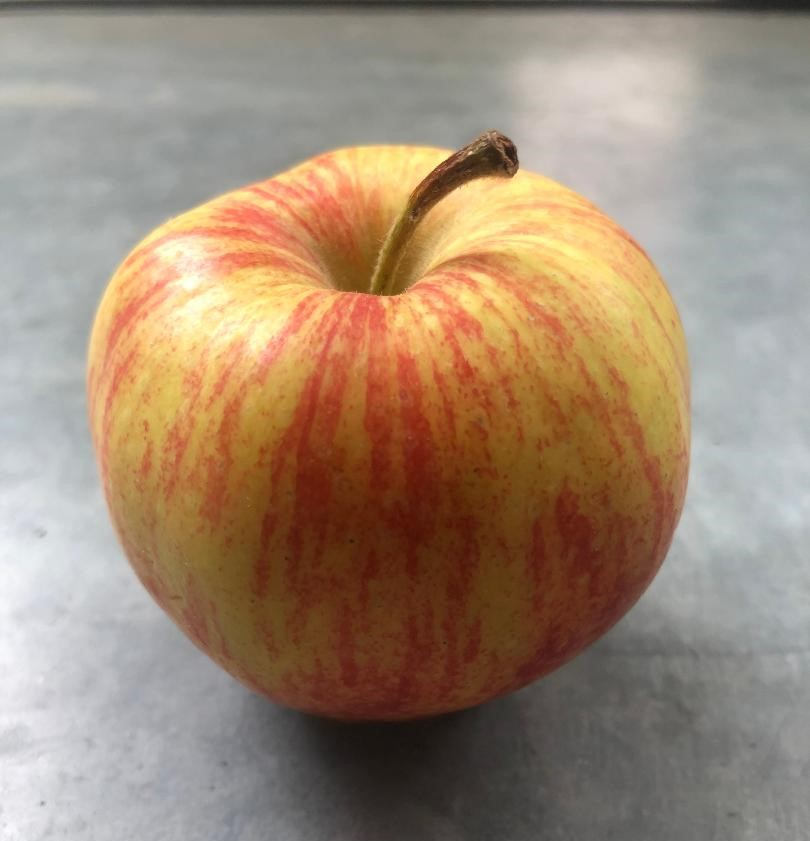 Botanique : Autour de la pomme